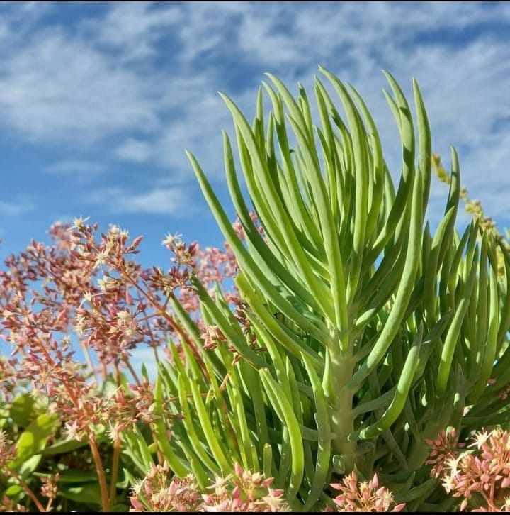 Senecio – Plants Direct