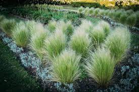 Grasses & Restios – Plants Direct