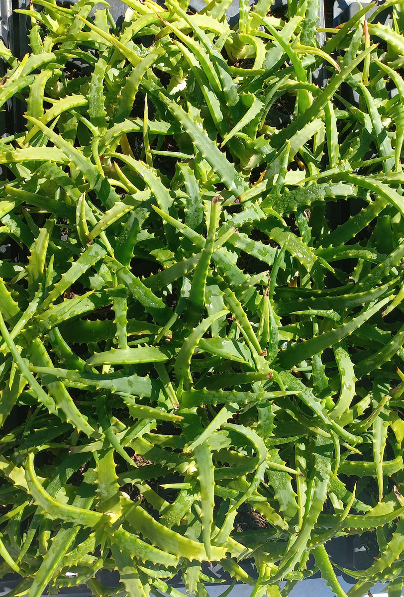 Aloe arborescens Phillip Le Roux (3 Plants) – Plants Direct