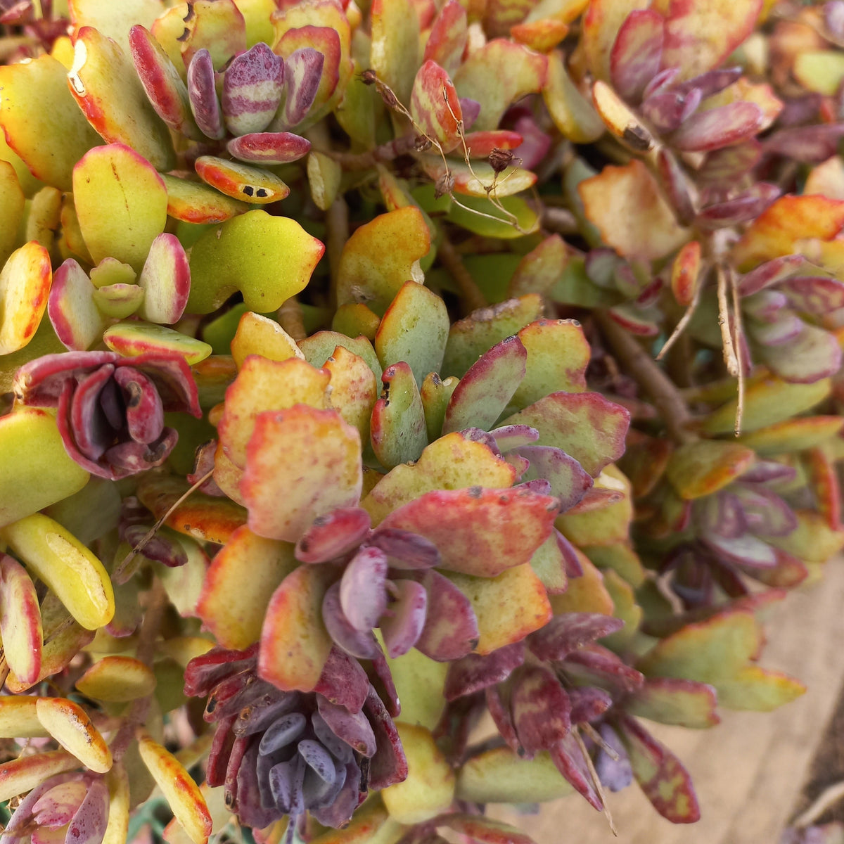 Kalanchoe Humilis (3 Plants) – Plants Direct