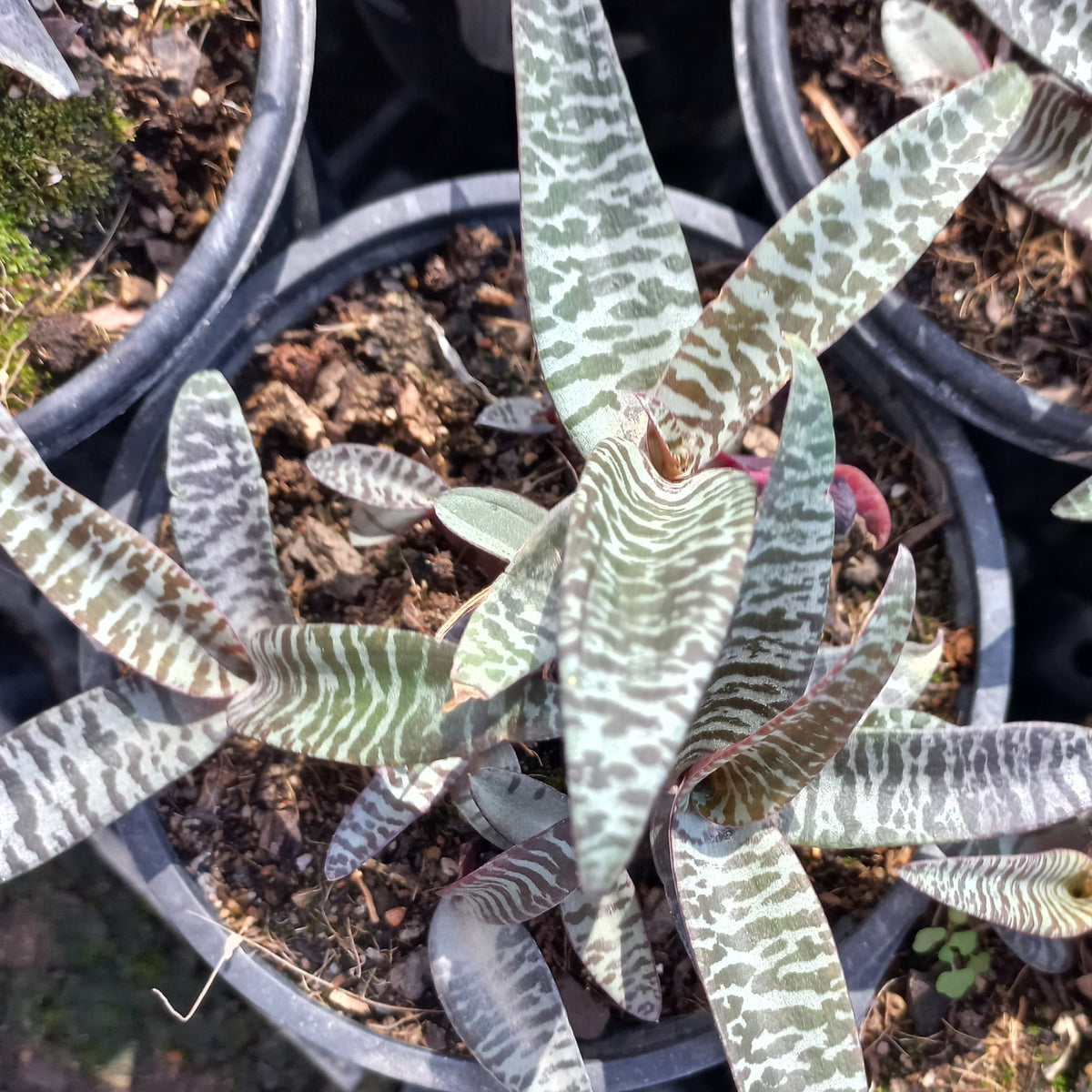 Ledebouria socialis (3 bulbs) RARE – Plants Direct