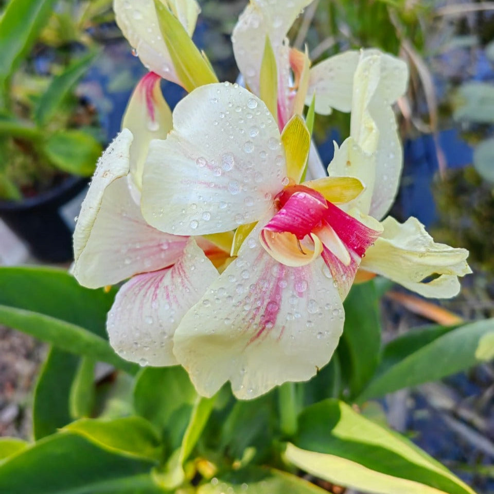 Canna Rustenburg – Plants Direct