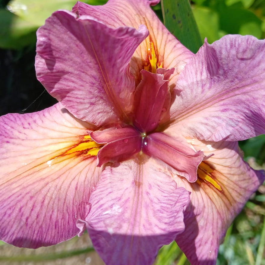 Louisiana Iris Top Notch – Plants Direct