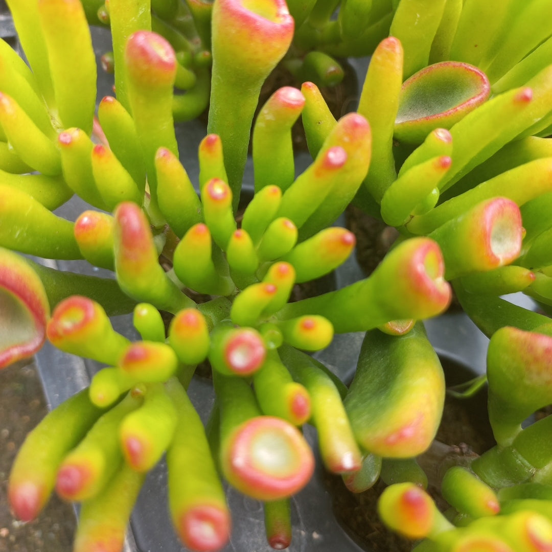 Patio Pot Collection (9 plants) – Plants Direct