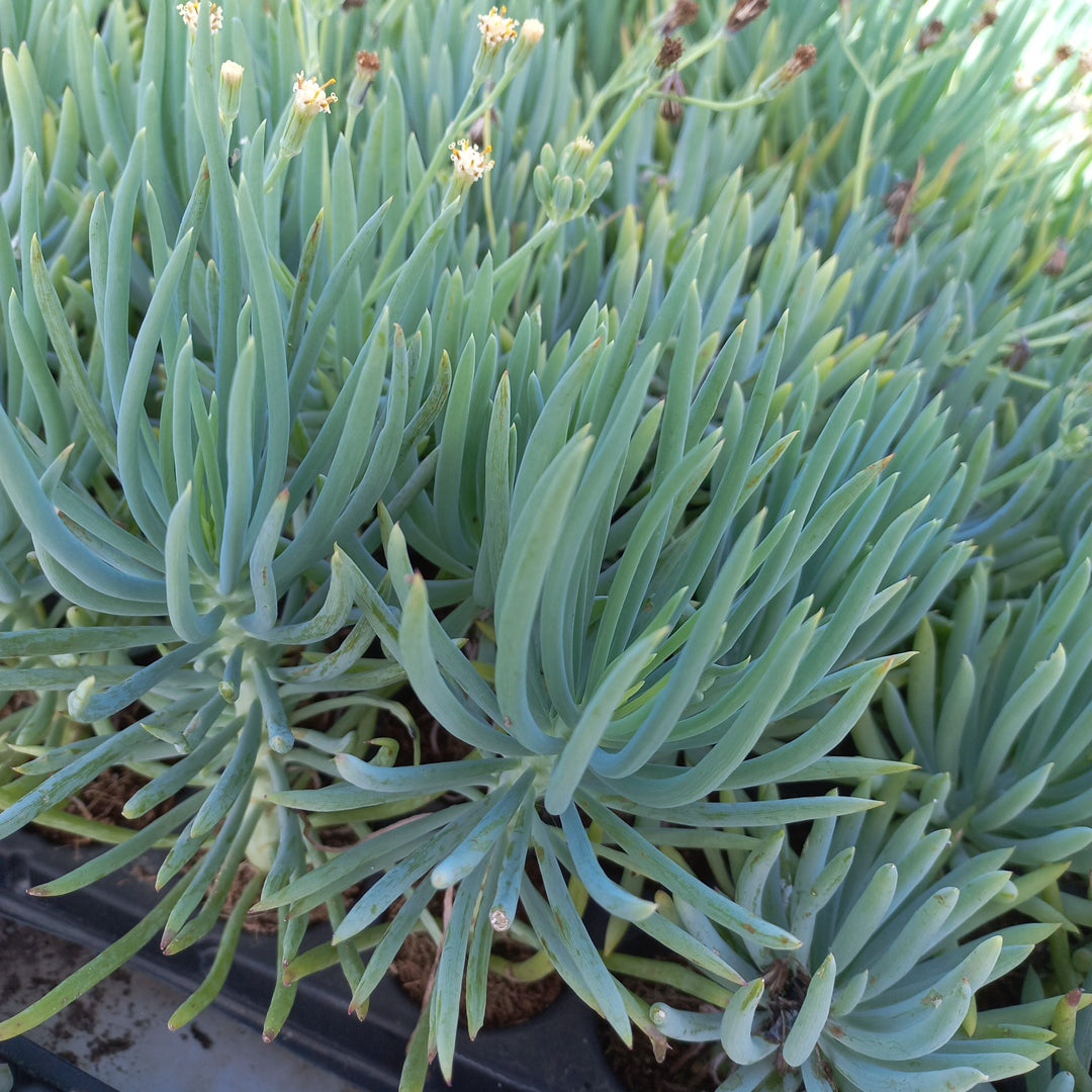 Senecio Blue Chalk (3 Plants) – Plants Direct