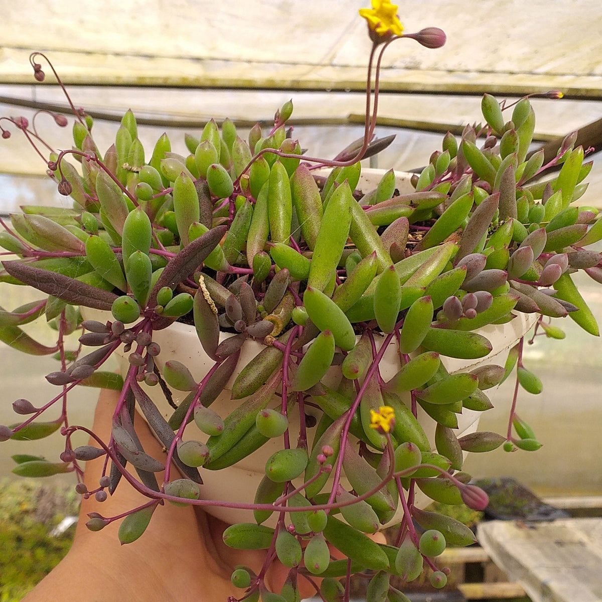 Othonna capensis 'String of rubies'(3 Plants) – Plants Direct