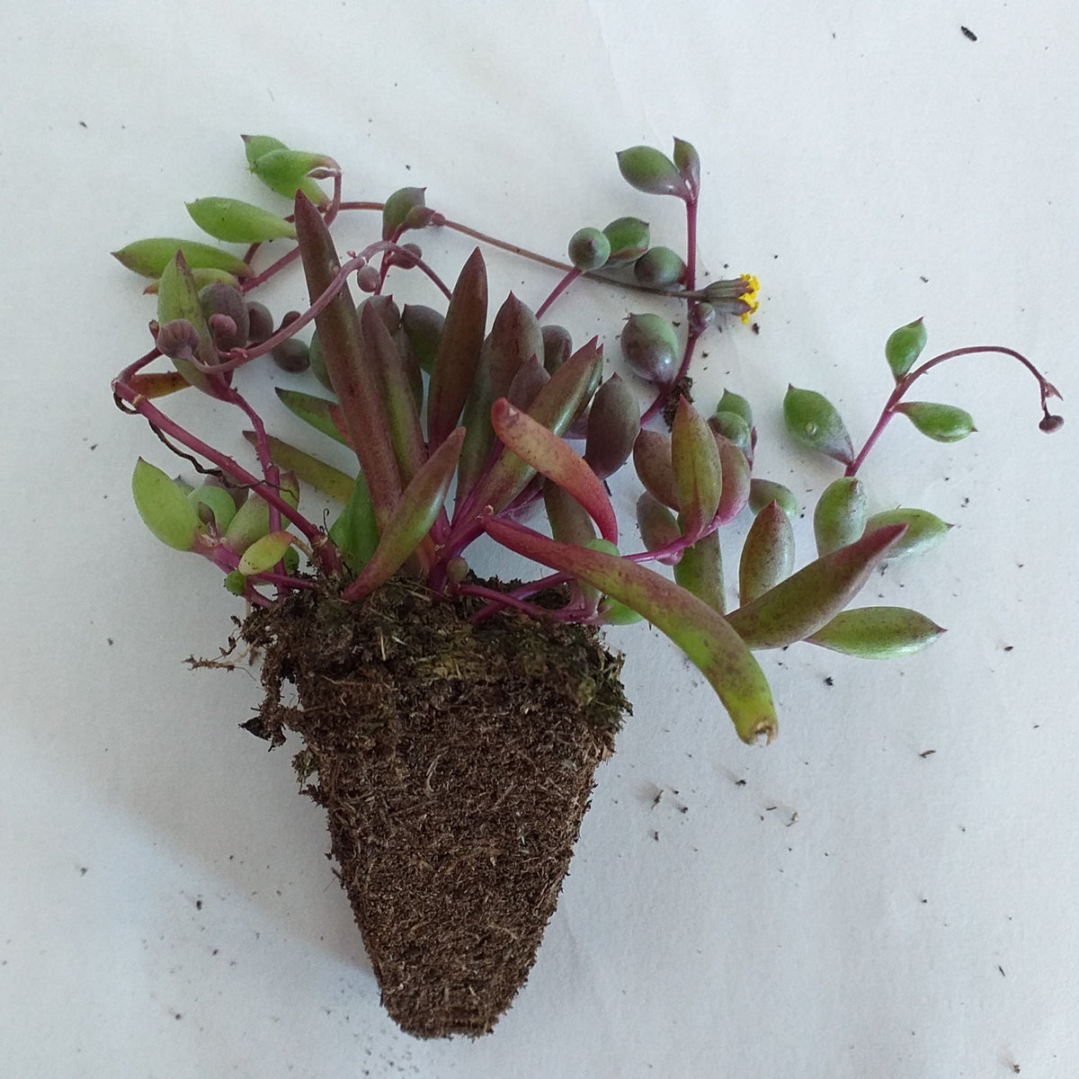 Othonna capensis 'String of rubies'(3 Plants) – Plants Direct