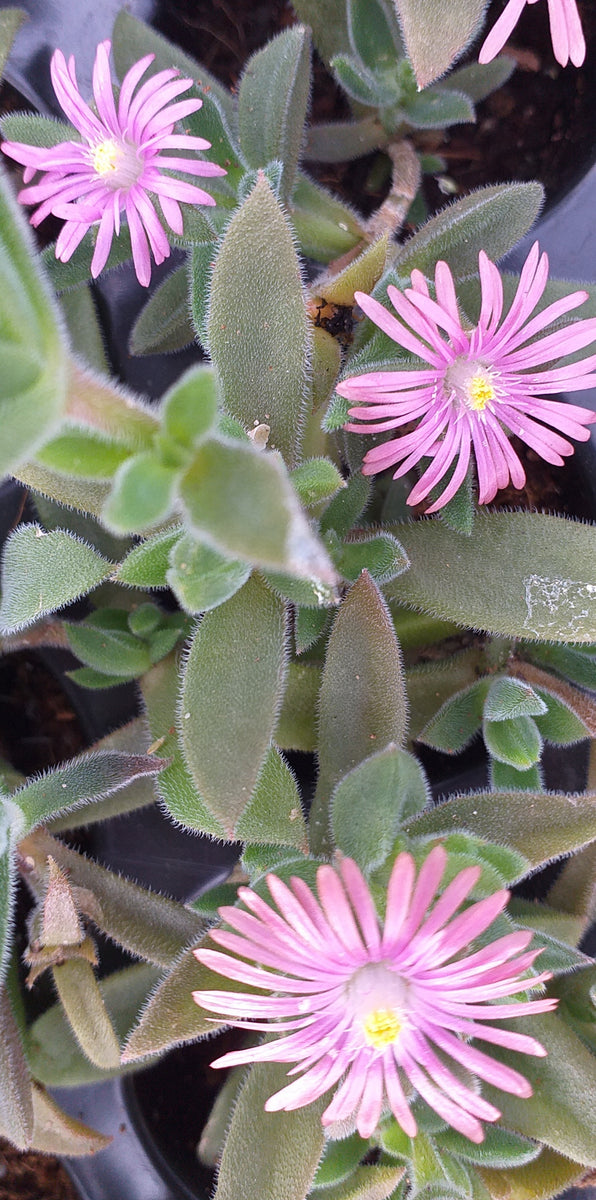 Delosperma litorale 'Silky Pink'(3 Plants) – Plants Direct