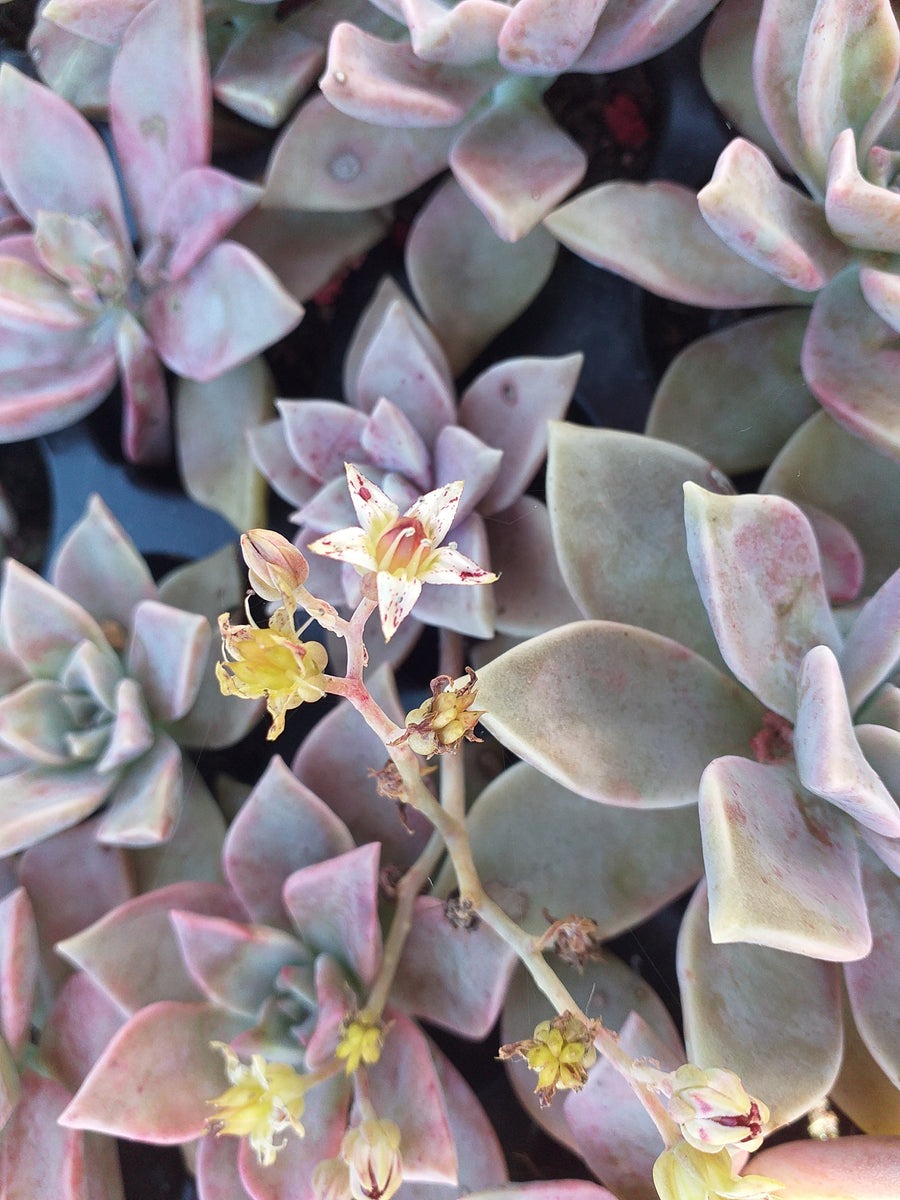 Graptoveria Glitter Pink (3 Plants) – Plants Direct