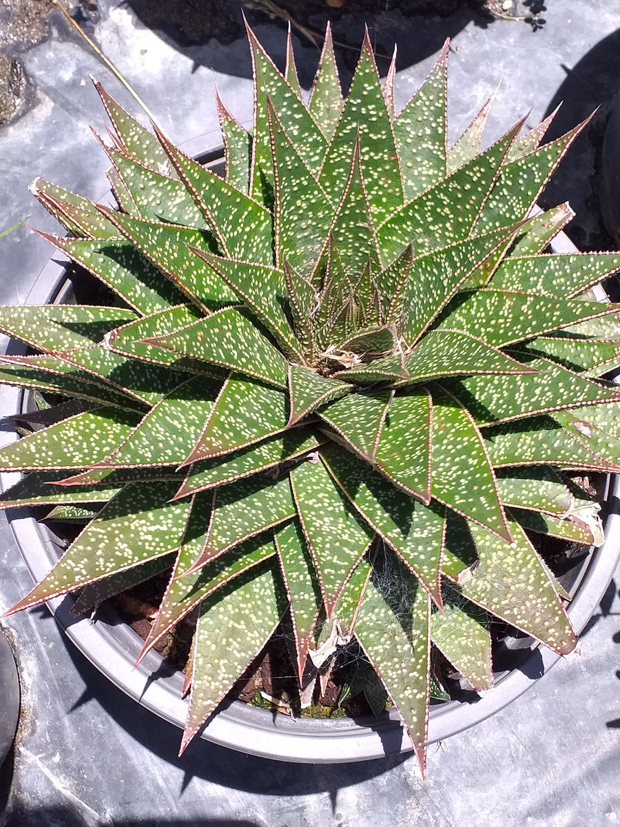 Gasteria flow (3 Plants) – Plants Direct