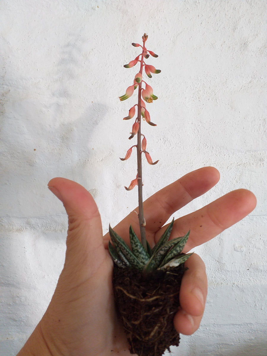 Gasteria Liliputana (3 Plants) – Plants Direct