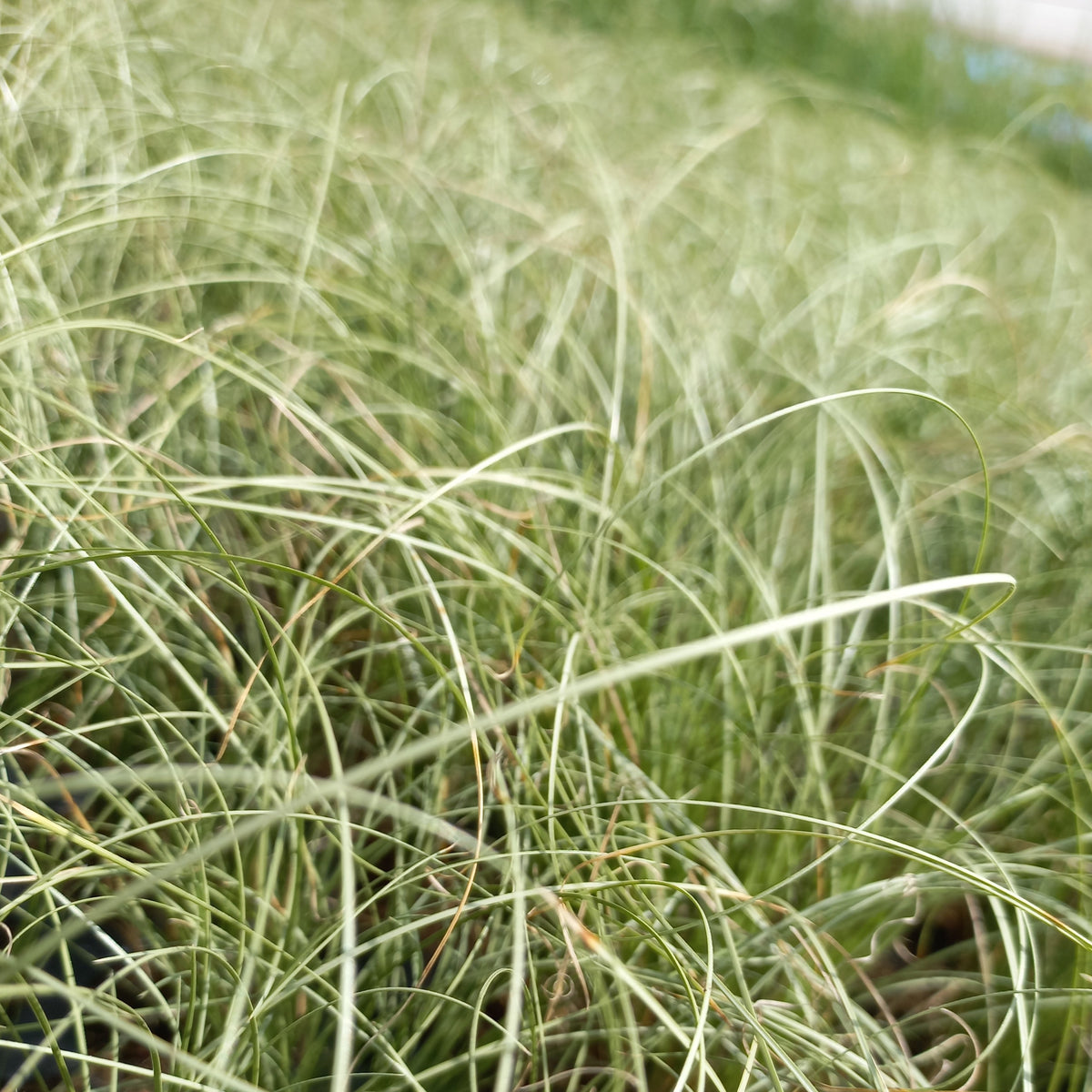 Carex Amazon Mist (3 Plants) – Plants Direct