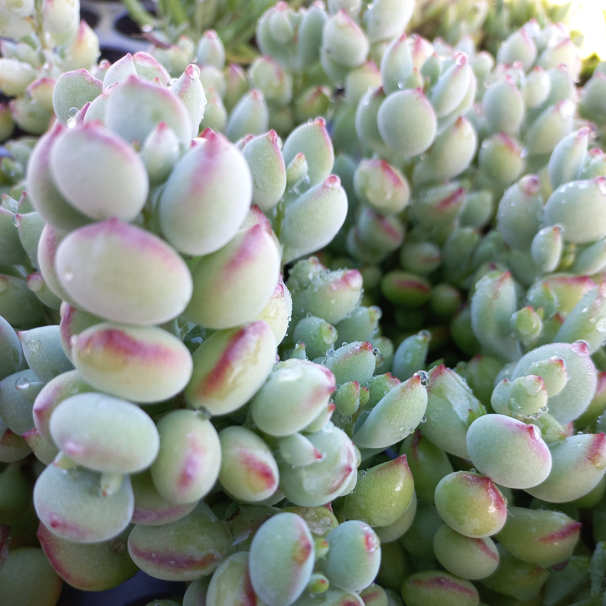 Cotyledon pendens (Cliff Cotyledon) (3 Plants) – Plants Direct