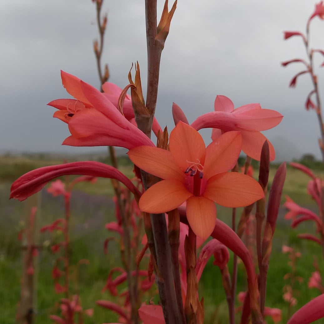 Watsonia meriana – Plants Direct