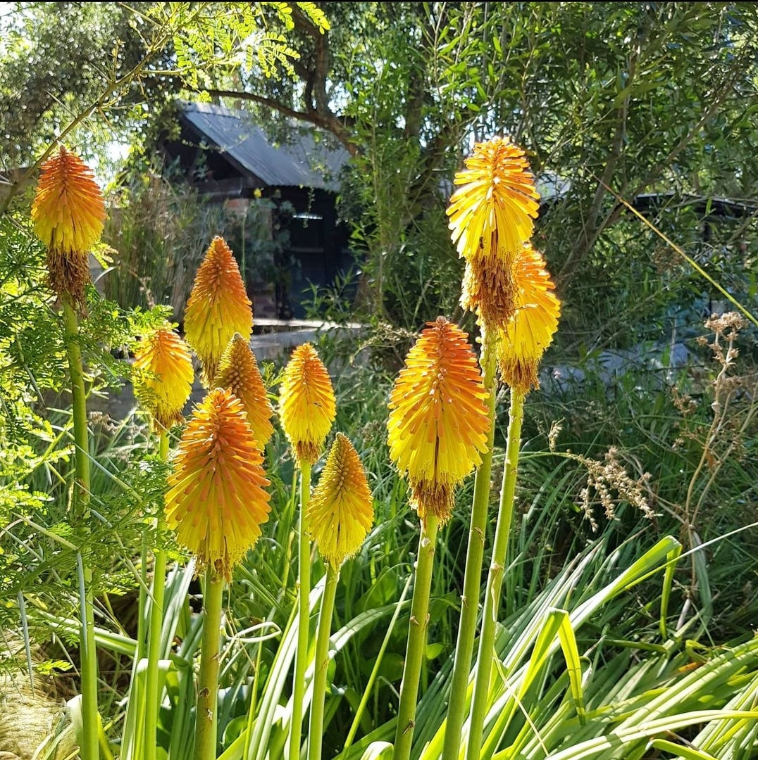 Kniphofia praecox – Plants Direct