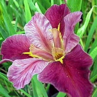 Louisiana Iris Top Notch – Plants Direct